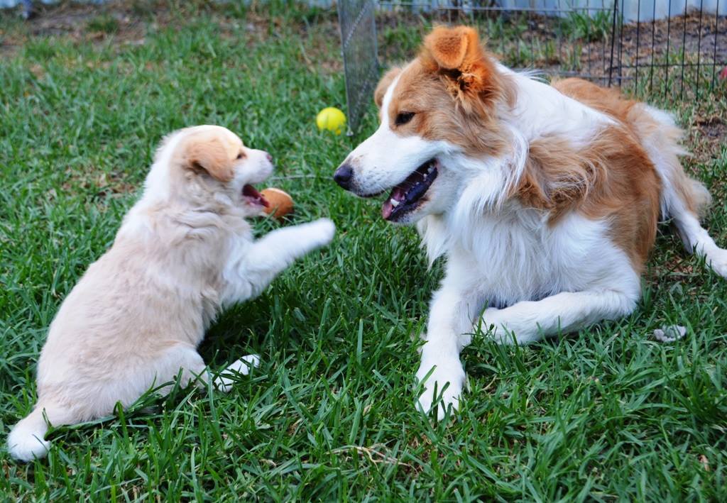 Duszah Border Collies - Genetics