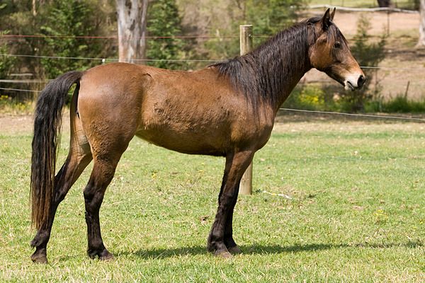 Mountain Creek Moriesians - Sold by MCM