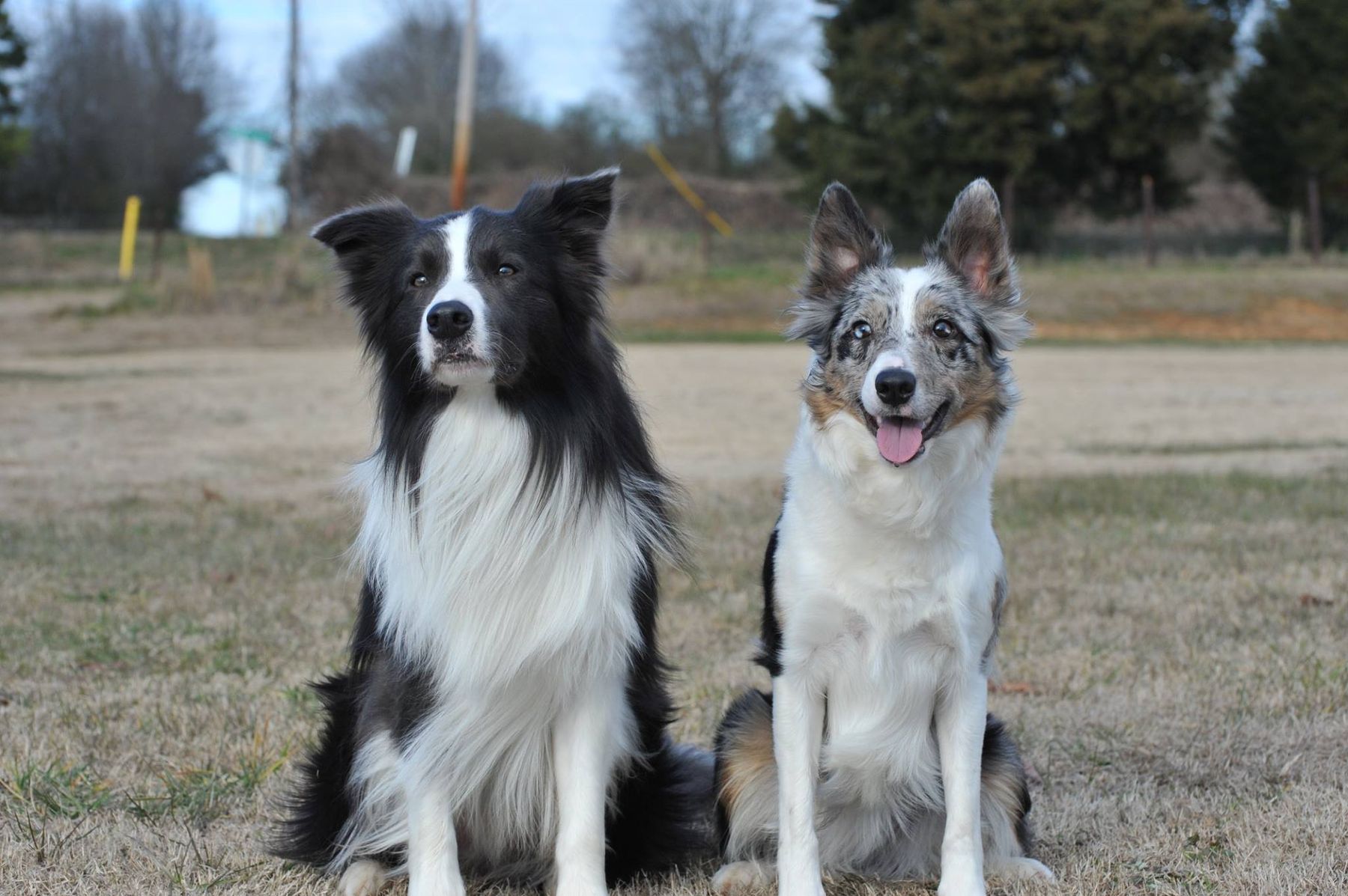 Orion Border Collies - Breeding plans