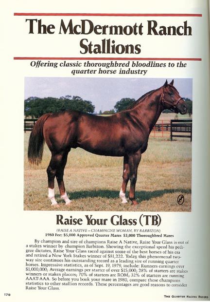 Lone Star Performance Horses - Ima Special Guy