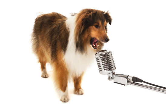 Dog Voice