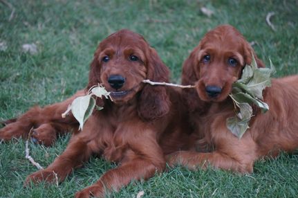 Redtale Irish Setters - Breed Standard