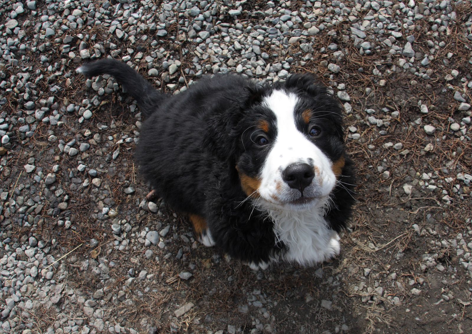 Borealbreeze Bernese Mountain Dogs - Dogs of Borealbreeze