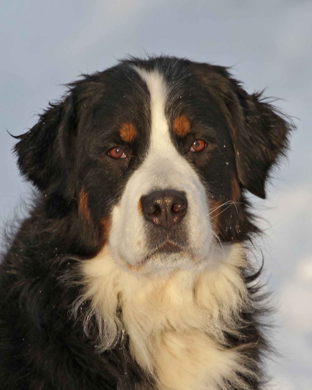 Borealbreeze Bernese Mountain Dogs - Dogs of Borealbreeze