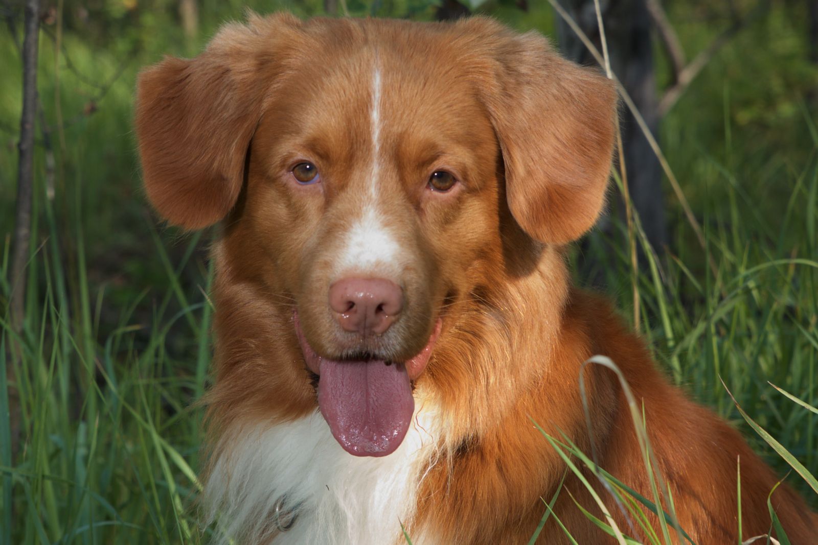 Borealbreeze Bernese Mountain Dogs - Dogs of Borealbreeze