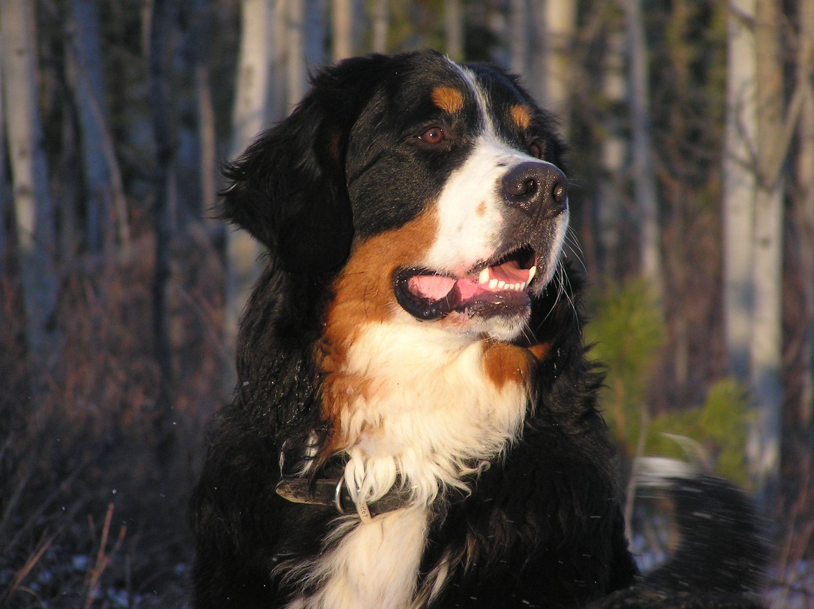 Borealbreeze Bernese Mountain Dogs - Dogs of Borealbreeze
