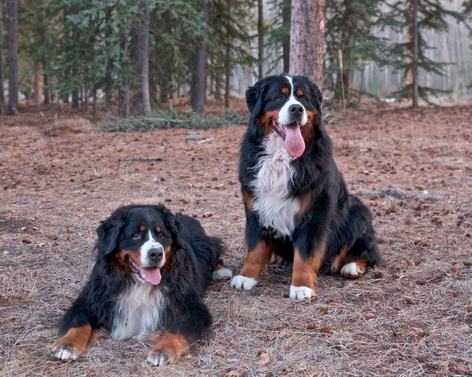Borealbreeze Bernese Mountain Dogs - Dogs of Borealbreeze