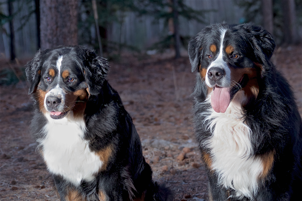Borealbreeze Bernese Mountain Dogs - Dogs of Borealbreeze