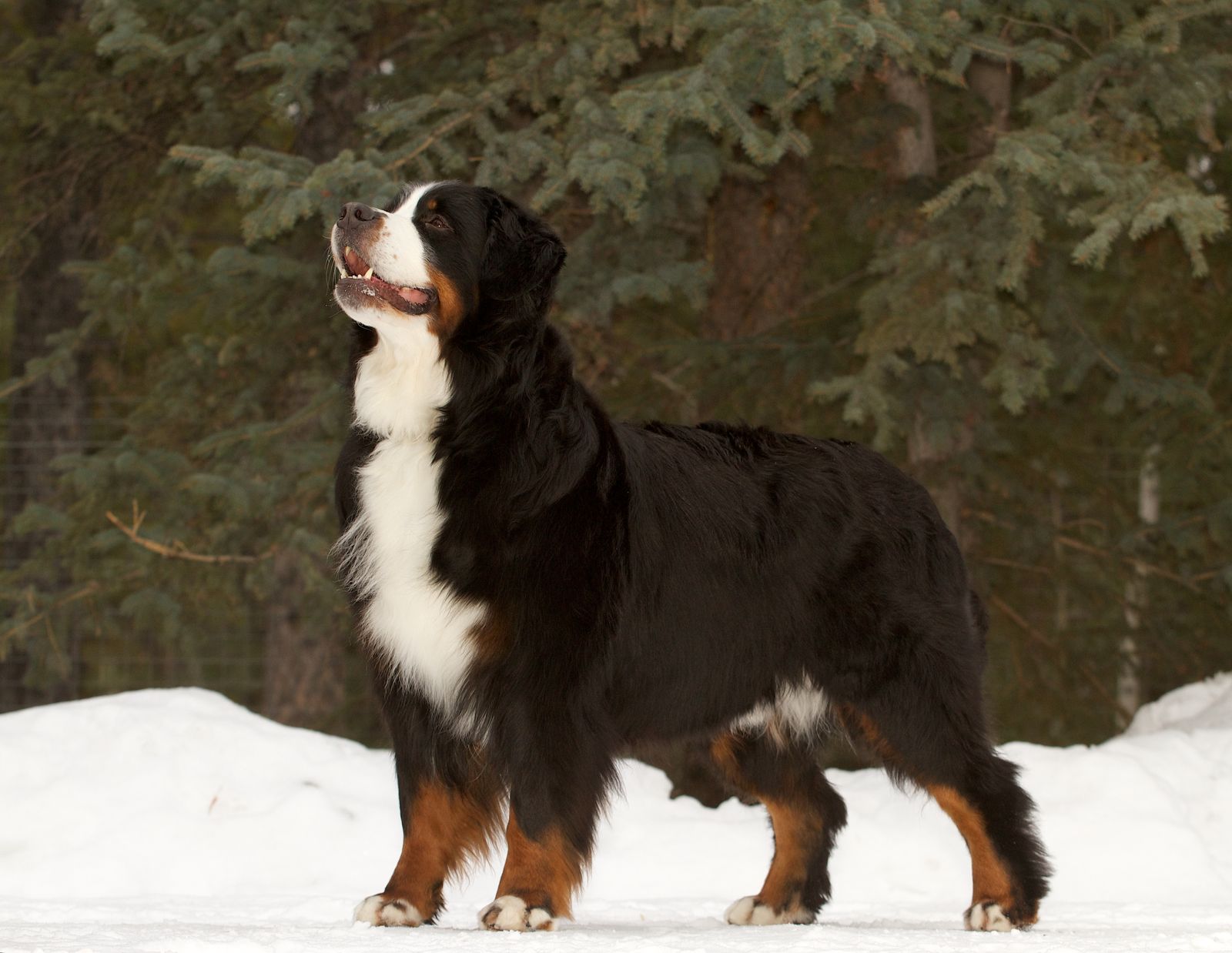 Borealbreeze Bernese Mountain Dogs - Dogs of Borealbreeze