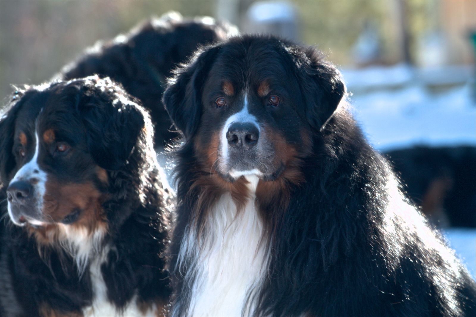 Borealbreeze Bernese Mountain Dogs - Dogs of Borealbreeze
