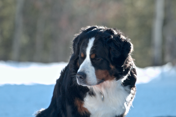Borealbreeze Bernese Mountain Dogs - Dogs of Borealbreeze