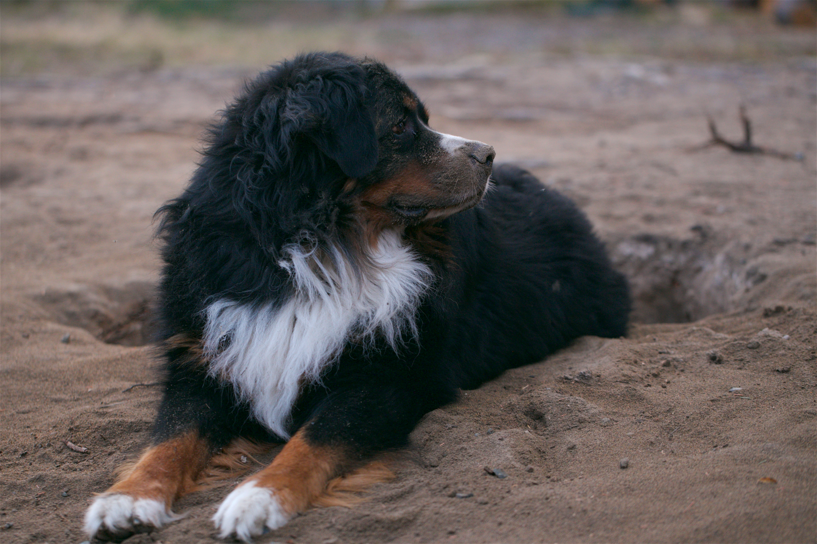 Borealbreeze Bernese Mountain Dogs - Dogs of Borealbreeze
