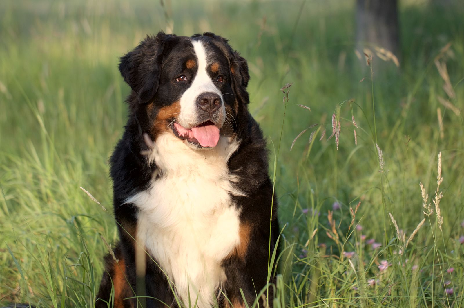 Borealbreeze Bernese Mountain Dogs - Dogs of Borealbreeze