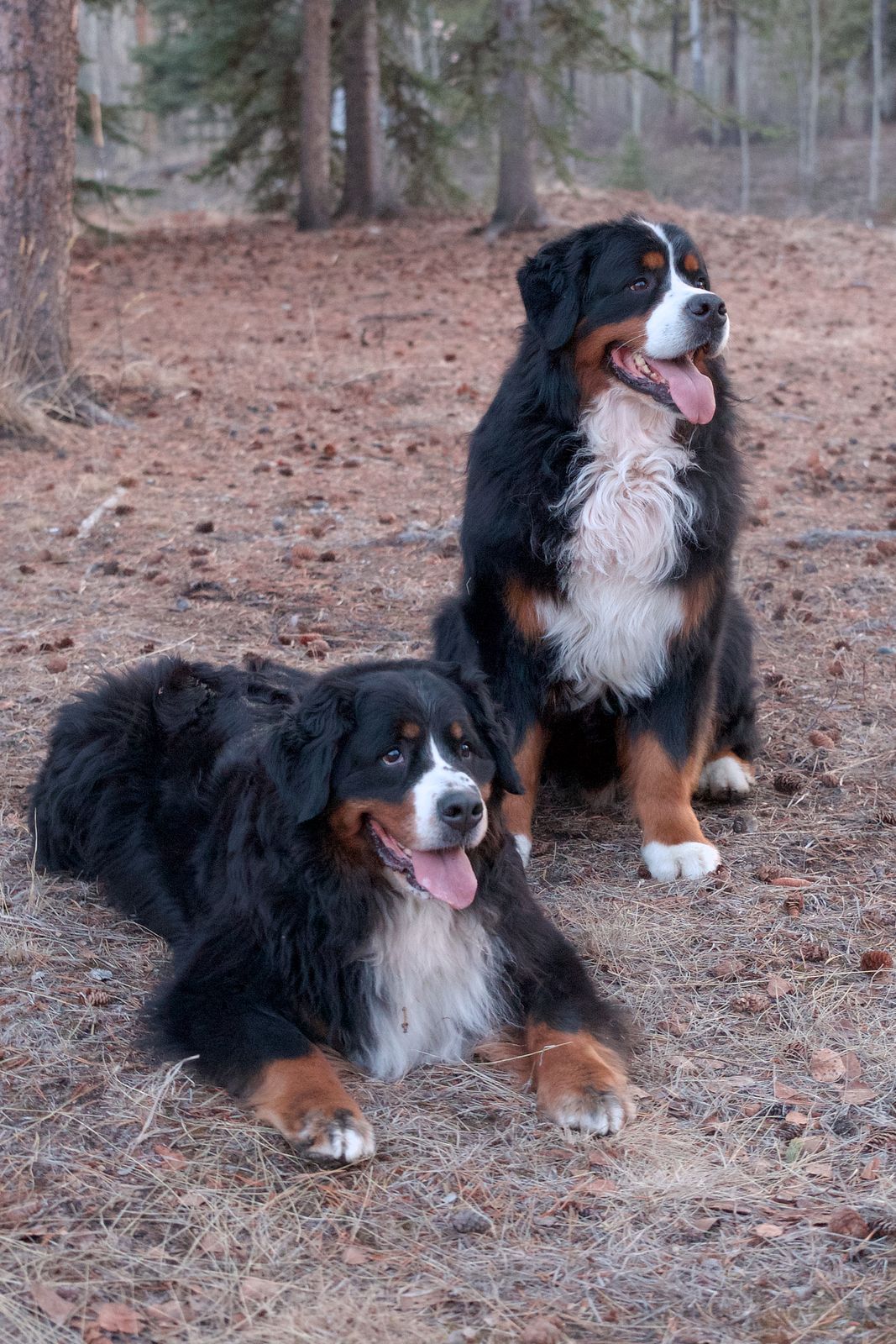 Borealbreeze Bernese Mountain Dogs - Dogs of Borealbreeze