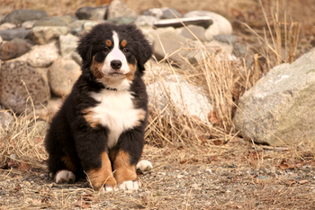 Borealbreeze Bernese Mountain Dogs - Dogs of Borealbreeze