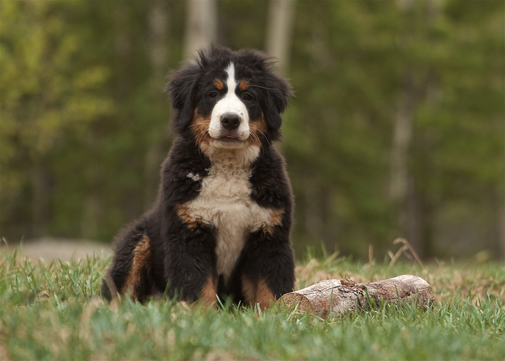 Borealbreeze Bernese Mountain Dogs - Dogs of Borealbreeze