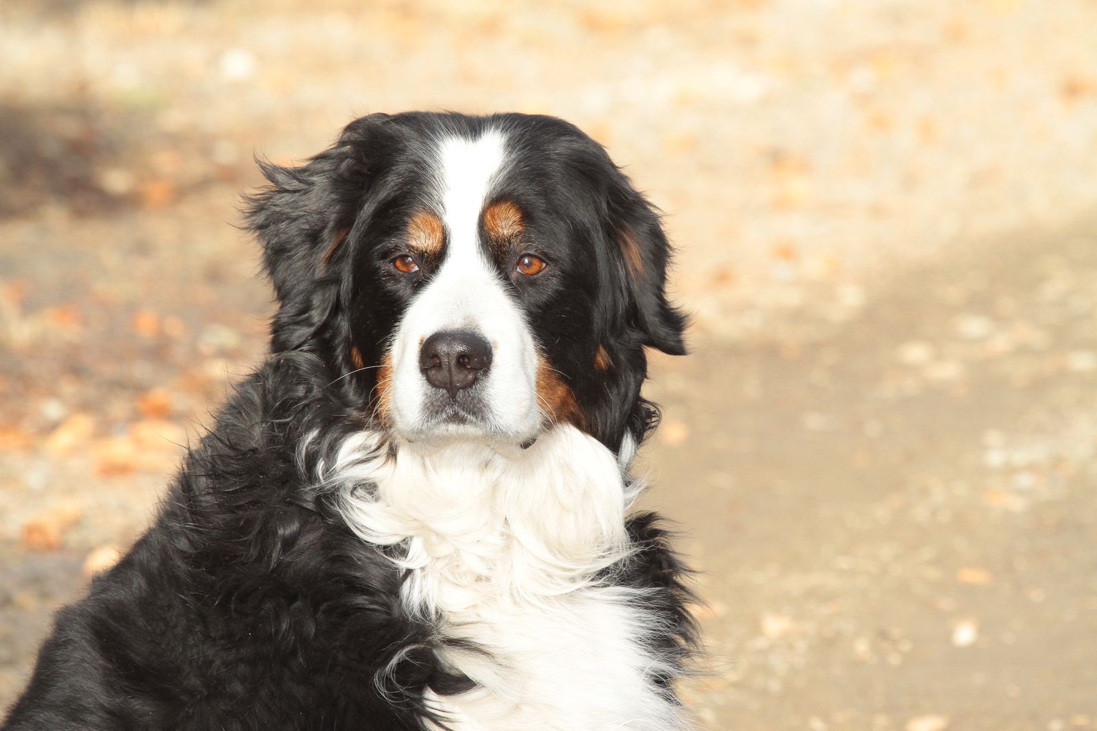 Borealbreeze Bernese Mountain Dogs - Dogs of Borealbreeze