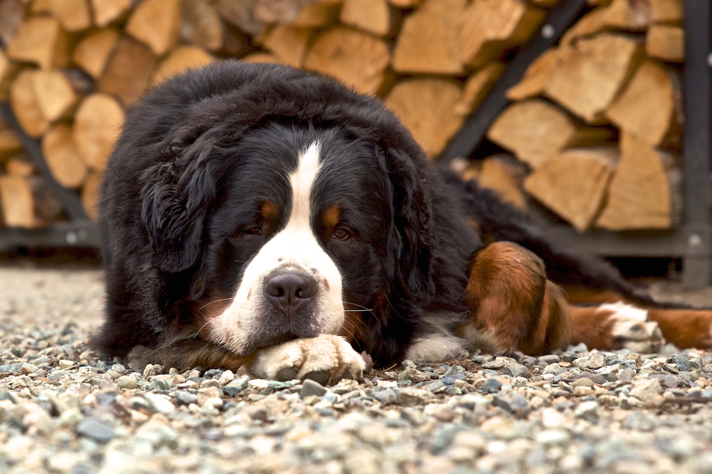 Borealbreeze Bernese Mountain Dogs - Dogs of Borealbreeze