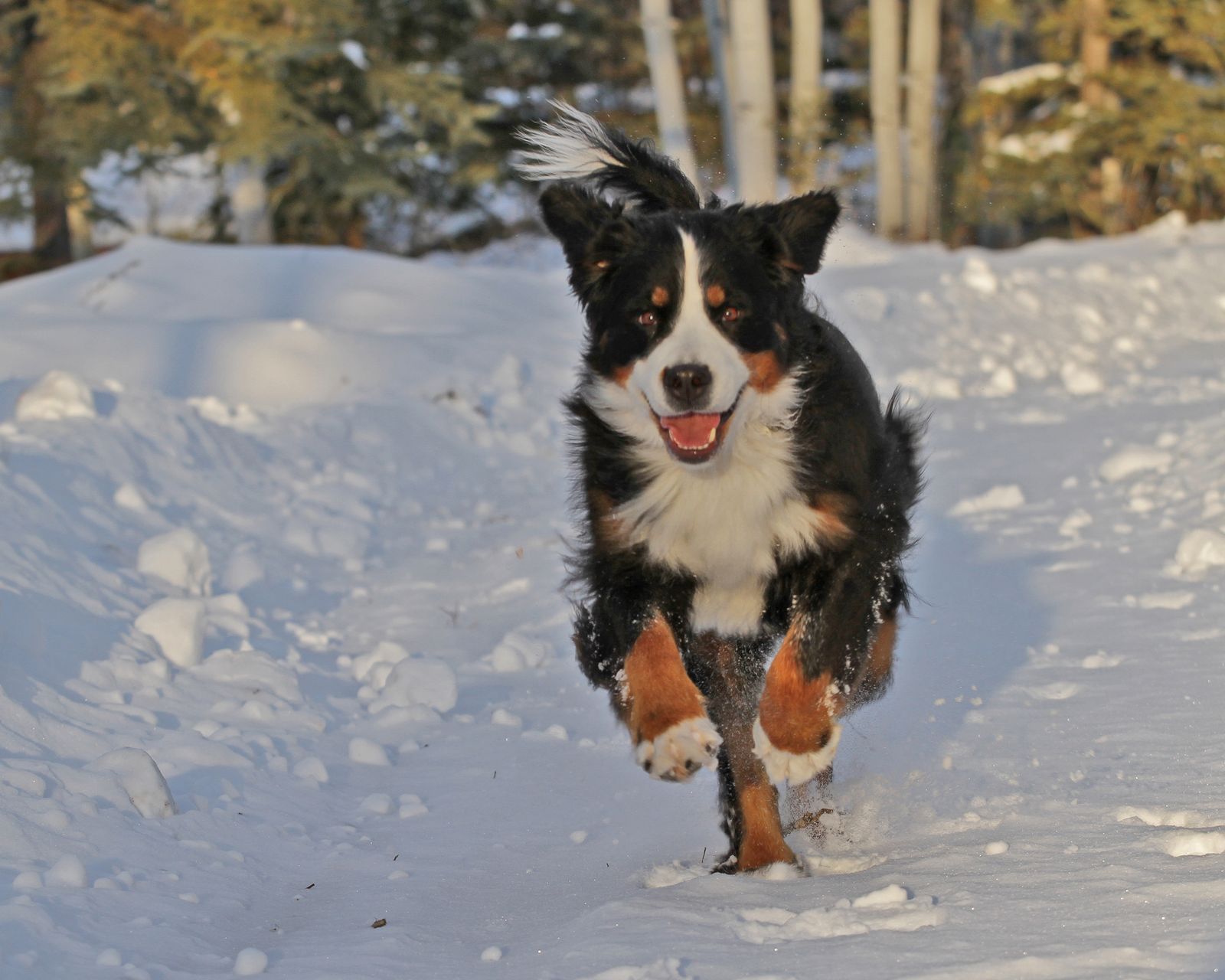 Borealbreeze Bernese Mountain Dogs - Dogs of Borealbreeze