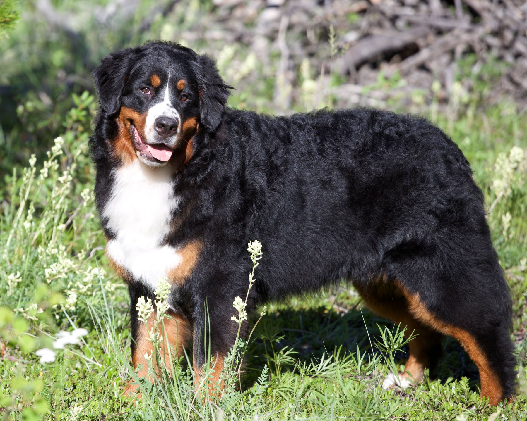 Borealbreeze Bernese Mountain Dogs