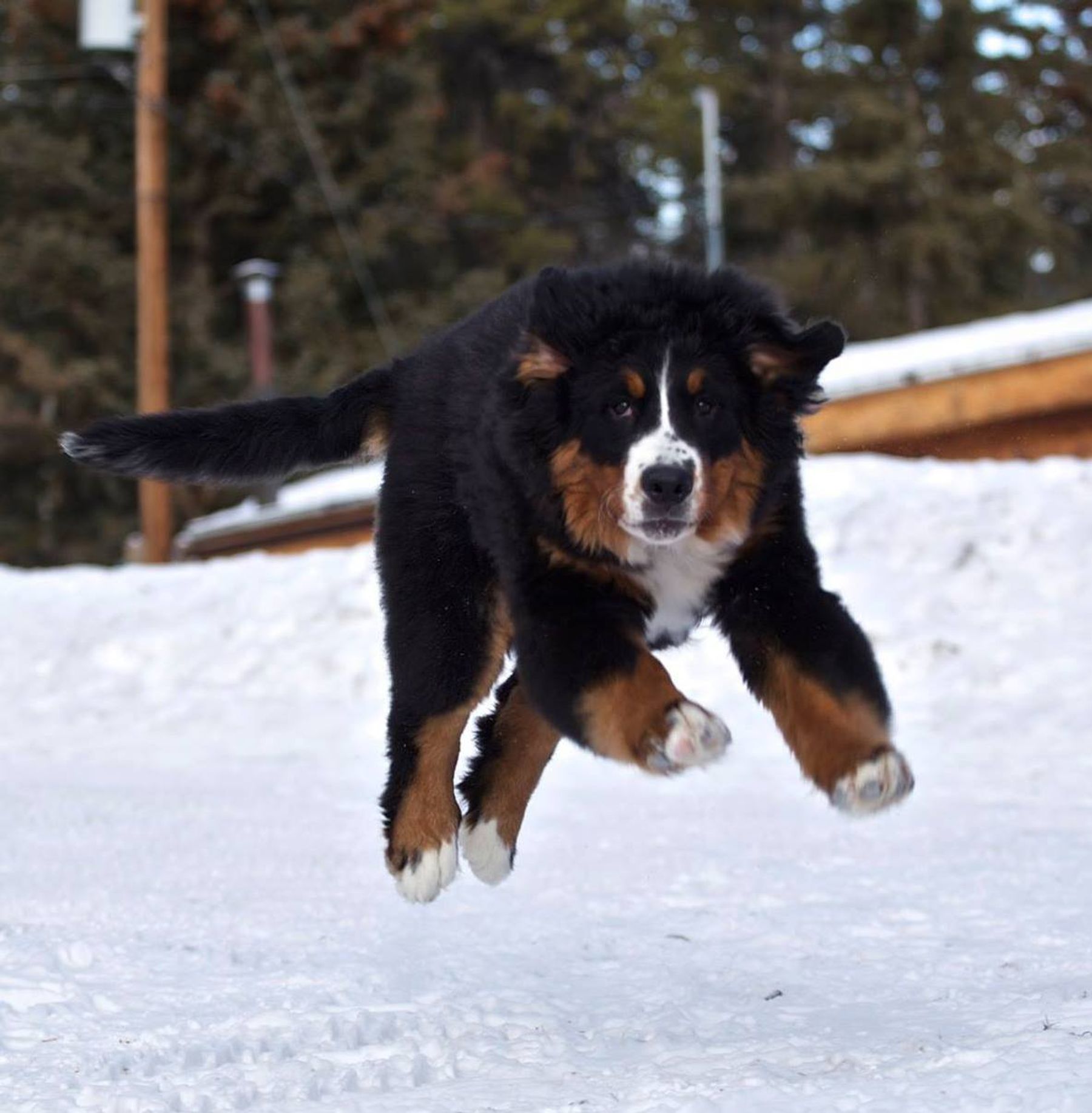 Borealbreeze Bernese Mountain Dogs