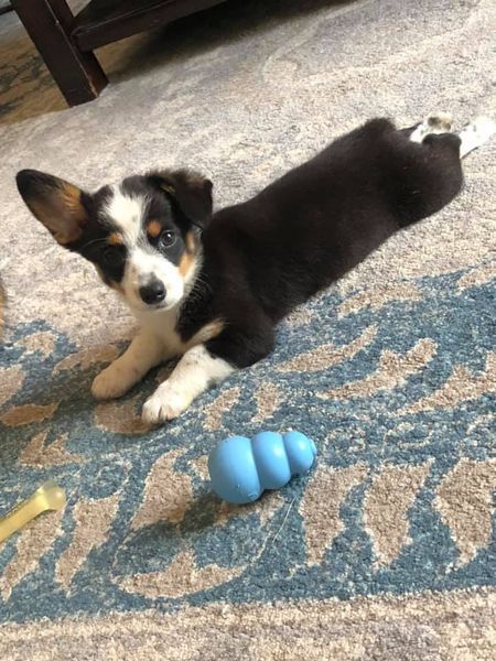 What Are Auggie Dogs