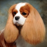 Harrington Cavaliers - Photos