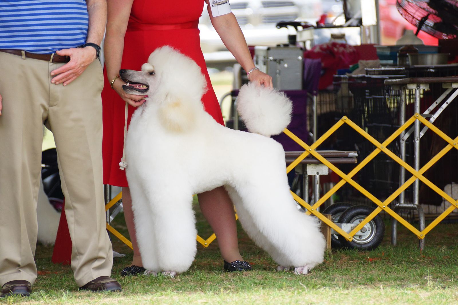 Apparition Poodles - Buttercup