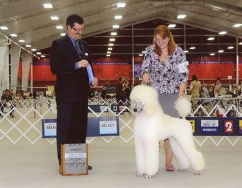 Apparition Poodles: Quality Breeder of Standard Poodles in St. Louis ...