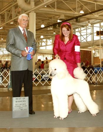 Apparition Poodles: Quality Breeder of Standard Poodles in St. Louis ...