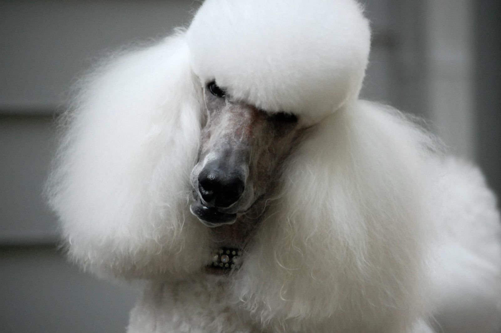 Apparition Poodles: Quality Breeder of Standard Poodles in St. Louis ...