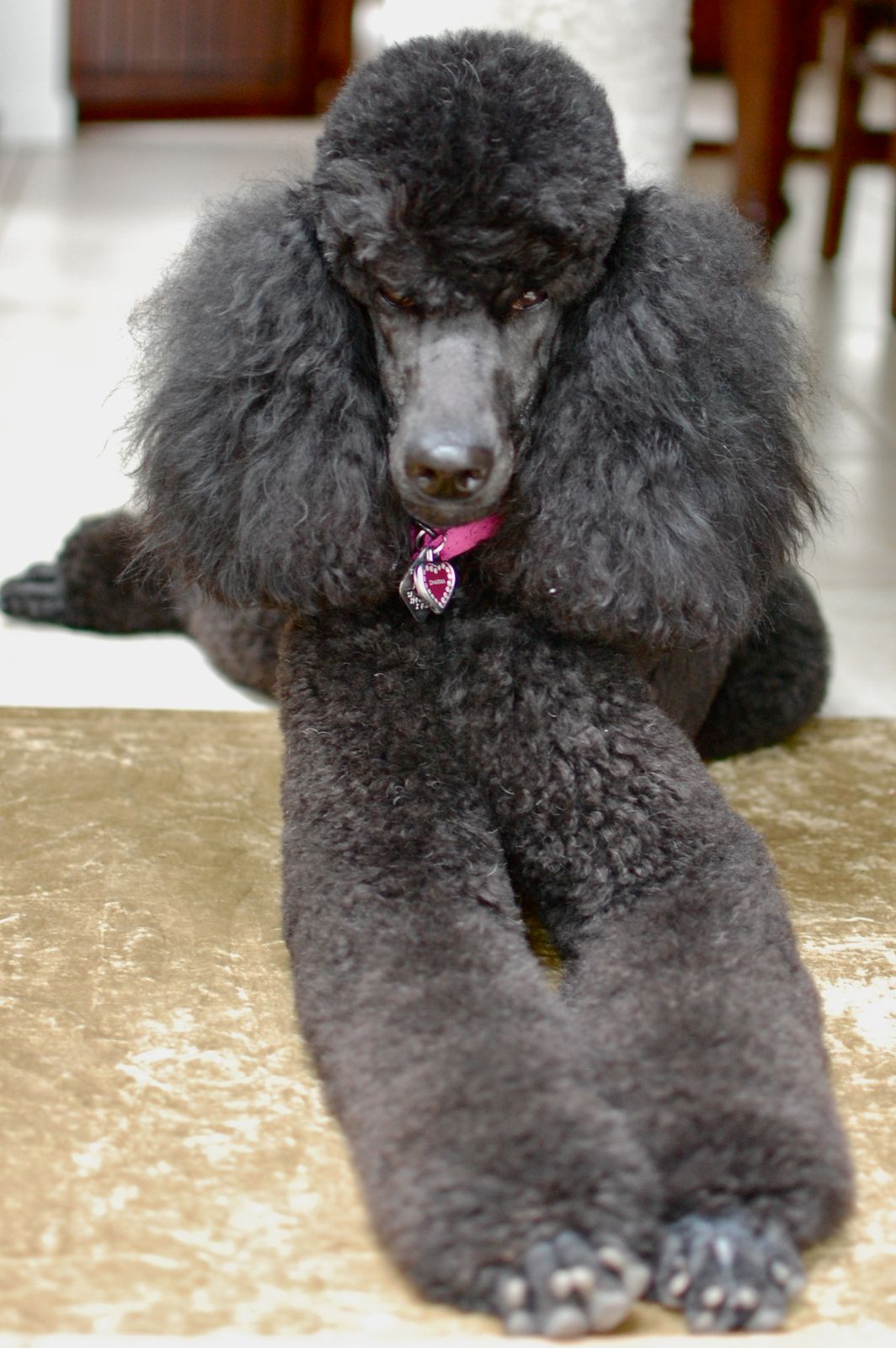 Apparition Poodles - Dharma