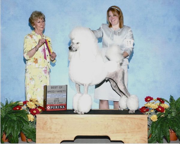 Apparition Poodles: Quality Breeder of Standard Poodles in St. Louis ...