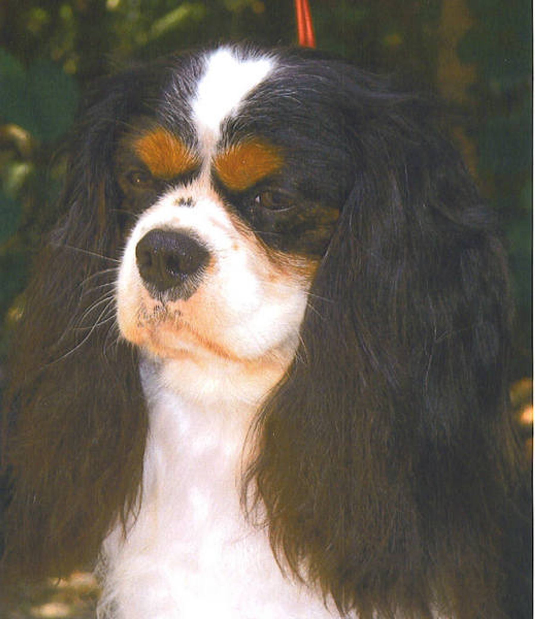 Buckingham Cavaliers/Blitzenhaus Rottweilers & German Shepherds ...