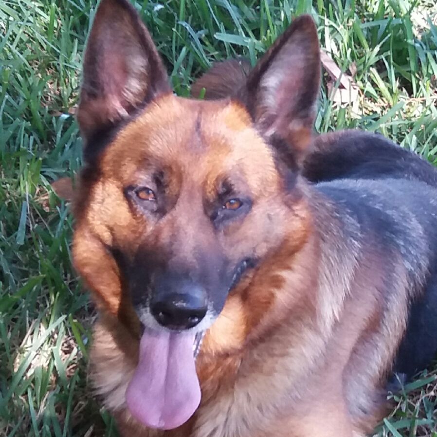 Buckingham Cavaliers/Blitzenhaus Rottweilers & German Shepherds