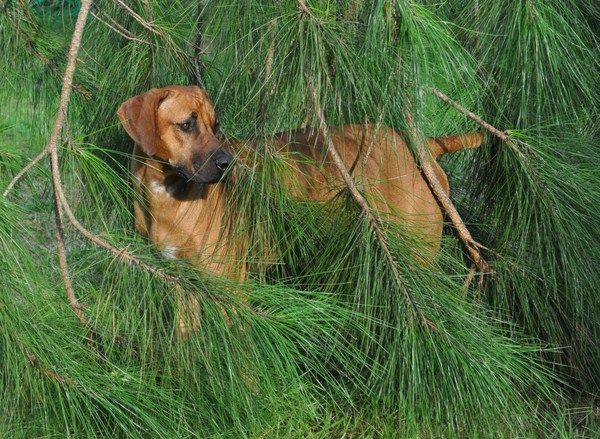 Kengali Rhodesian Ridgebacks - JETHRO