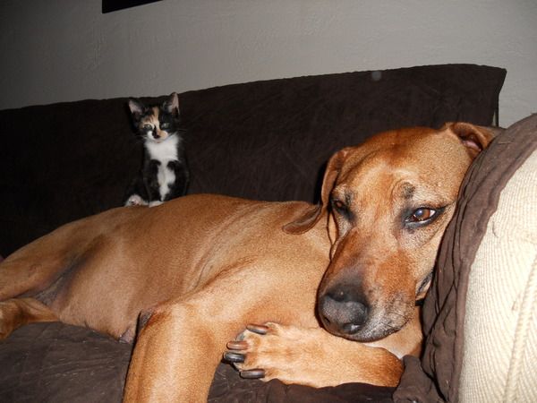 Kengali Rhodesian Ridgebacks - Dogs 'n Cats