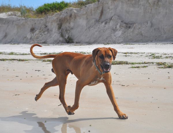 Kengali Rhodesian Ridgebacks - JETHRO