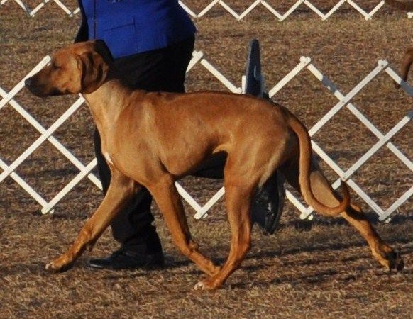 Kengali Rhodesian Ridgebacks - JETHRO