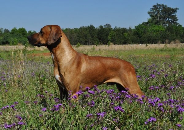 Kengali Rhodesian Ridgebacks - JETHRO