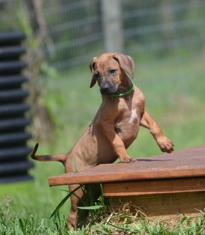 Kengali Rhodesian Ridgebacks
