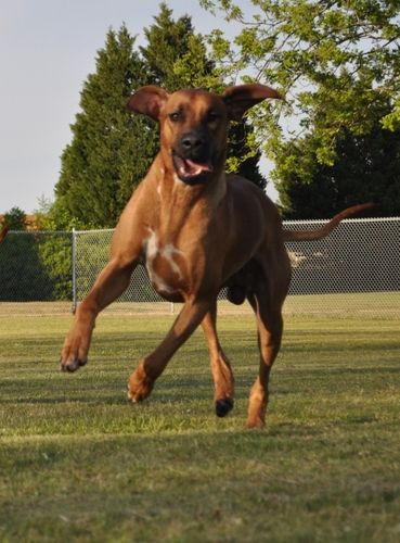 Kengali Rhodesian Ridgebacks - JETHRO