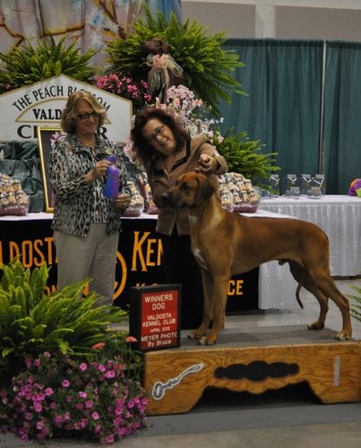 Kengali Rhodesian Ridgebacks - JETHRO
