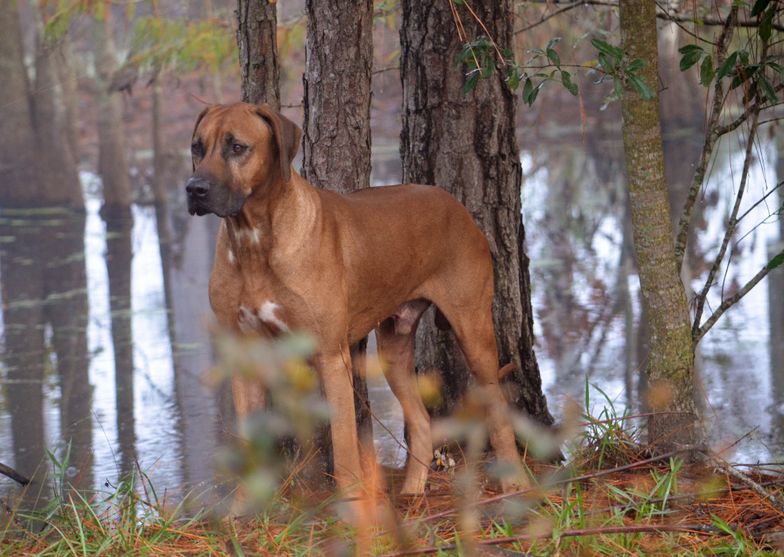 Kengali Rhodesian Ridgebacks - JETHRO