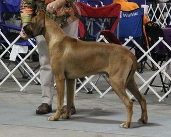 Kengali Rhodesian Ridgebacks - JETHRO