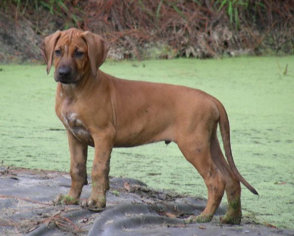 Kengali Rhodesian Ridgebacks - JETHRO