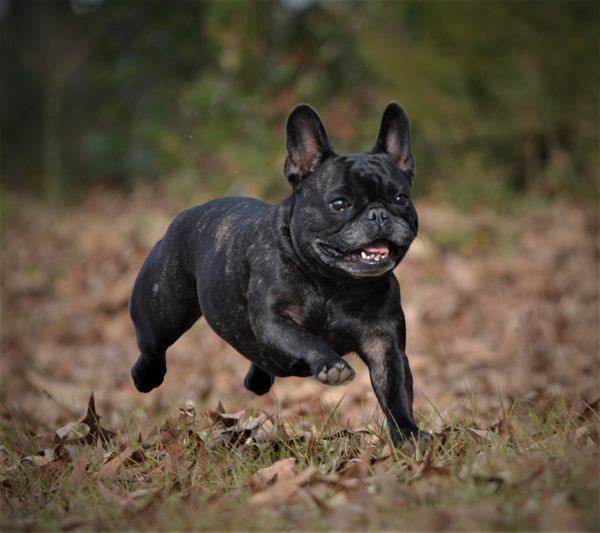 Kengali Rhodesian Ridgebacks