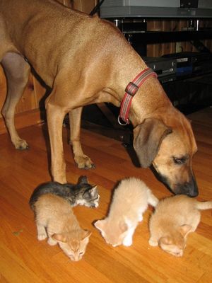 Kengali Rhodesian Ridgebacks - Dogs 'n Cats