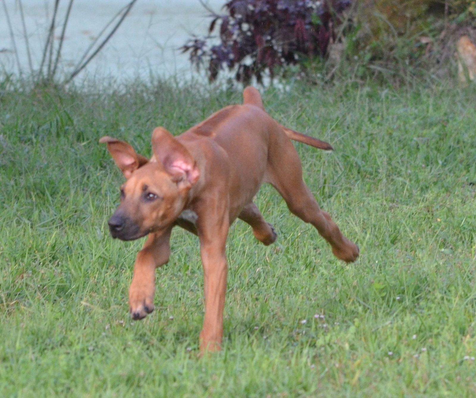 Kengali Rhodesian Ridgebacks - PUPPIES