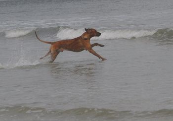 Kengali Rhodesian Ridgebacks - JETHRO